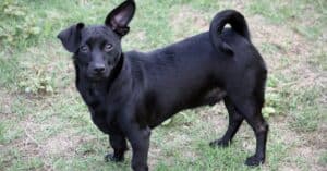 Apple Head Chihuahua Dog Breed Complete Guide - A-Z Animals