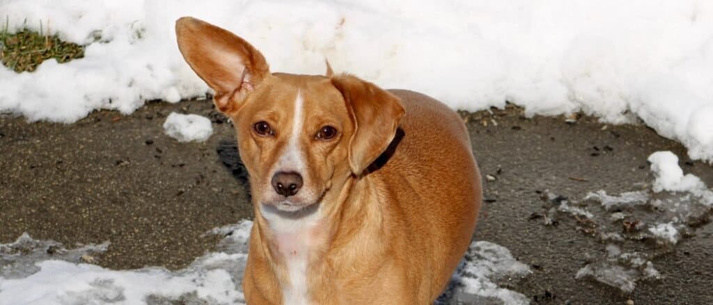 Chiweenie Animal Pictures | A-Z Animals