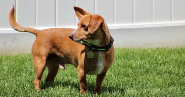 Discover The 78 Chromosomes Dogs Have - A-Z Animals