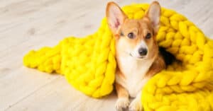 Yellow Dog Breeds That Stand Out in Any Park (and What You Should Name ...
