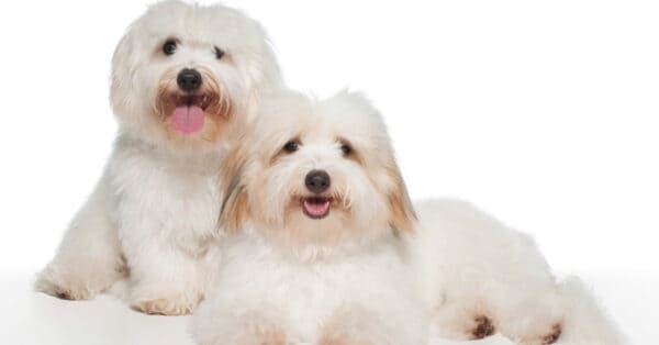 Coton de Tulear Dog Breed Complete Guide - A-Z Animals