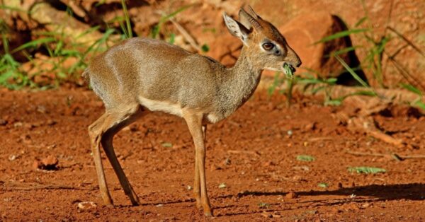 Dik-Dik Animal Facts - Madoqua - A-Z Animals