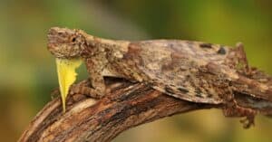Draco Volans Lizard Animal Facts - Draco volans - A-Z Animals