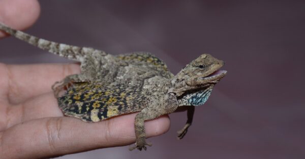 Draco Volans Lizard Animal Facts - Draco volans - A-Z Animals