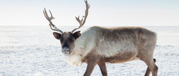 Discover the Epic Journeys of Reindeer: Nature's Long-Distance ...