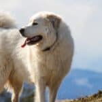 Meet the Remarkable and Majestic Great Pyrenees - A-Z Animals Slideshows