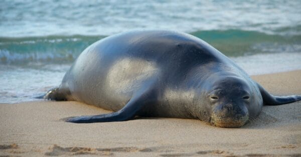 Inside the Fight to Save the Hawaiian Monk Seal—and How You Can Join ...