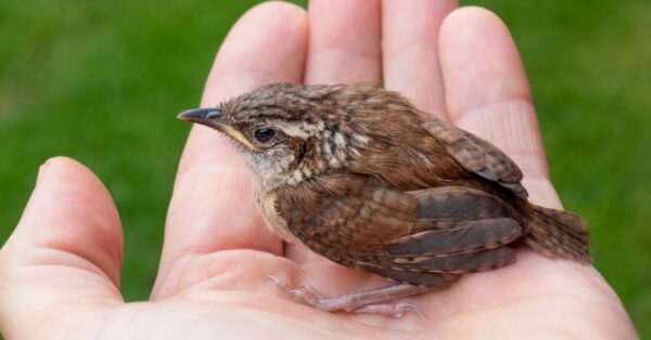 Sparrow vs Wren: Key Differences Explained - A-Z Animals