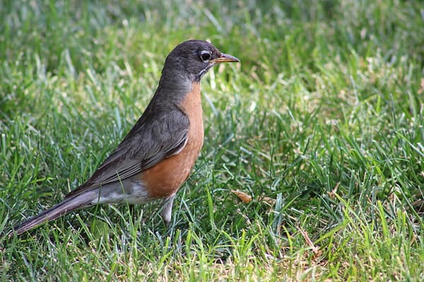 What do robins eat