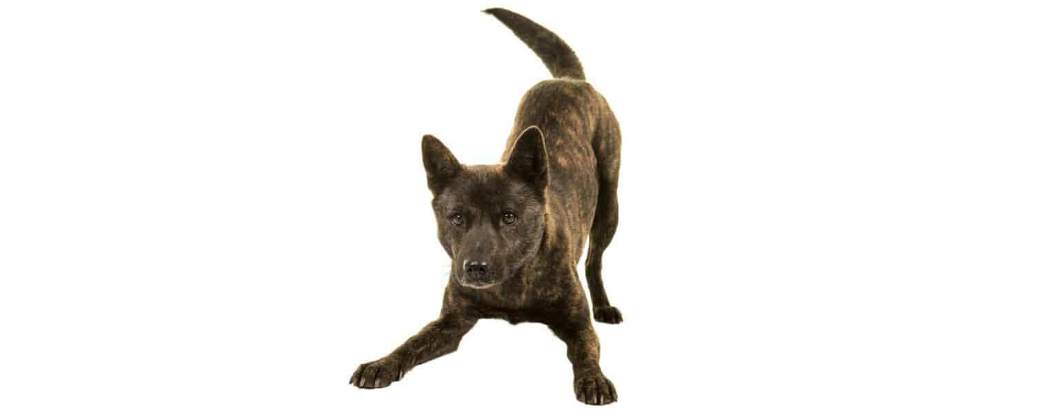 Kai Ken Animal Facts - Canis lupus familiaris - A-Z Animals