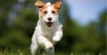 Jack Russell Progression: Growth Chart, Milestones, and Training Tips ...