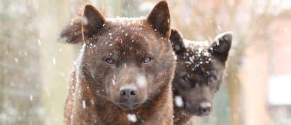 Kai Ken Dog Breed Complete Guide - A-Z Animals