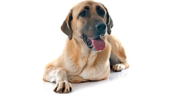 Kangal Shepherd Dog Animal Facts - Canis lupus familiaris - A-Z Animals