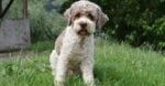 Lagotto Romagnolo Prices in 2024: Purchase Cost, Vet Bills, and More ...