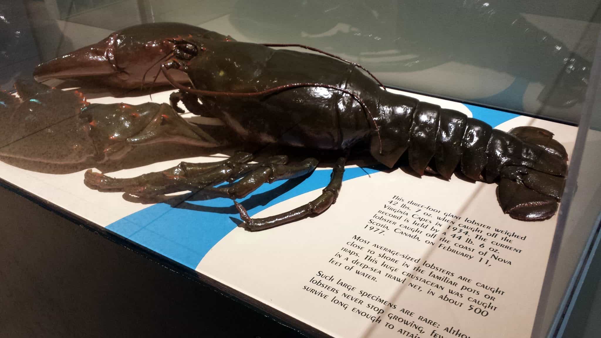 The Record-Breaking Lobster: Discovering the Largest Lobster Ever ...