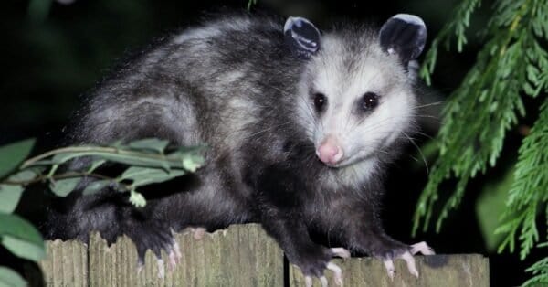 Can Possums Have Rabies? - A-Z Animals