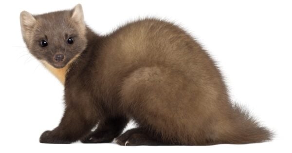 Pine Marten Animal Facts - A-Z Animals
