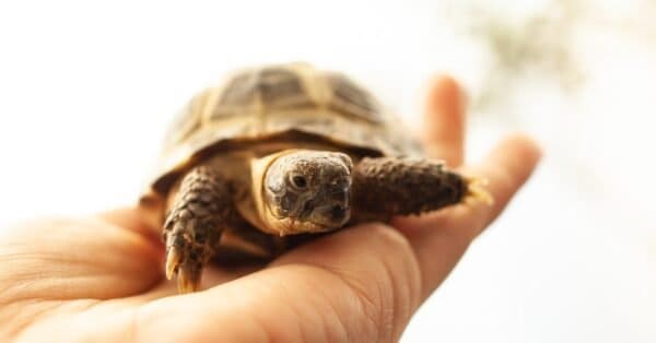 Radiated Tortoise Animal Facts - Astrochelys radiata - A-Z Animals