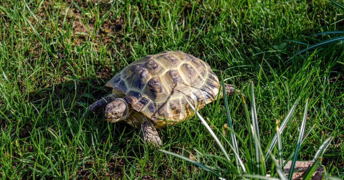 Russian Tortoise Animal Facts - Agrionemys horsfieldii - A-Z Animals
