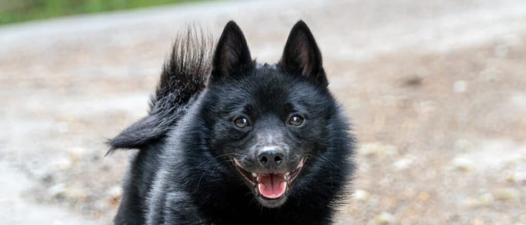 Schipperke Animal Pictures | A-Z Animals