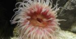 Sea Anemone Animal Facts - Actiniaria - A-Z Animals