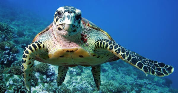 What Makes Sea Turtles and Land Turtles So Different - A-Z Animals