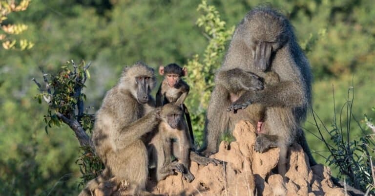 What Do Baboons Eat? 17+ Foods in their Diet - A-Z Animals