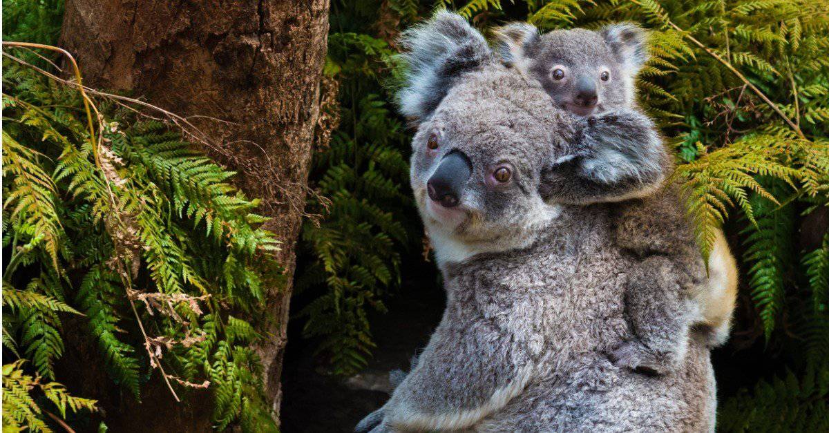 The Complete List of 17 Animals With Pouches - A-Z Animals