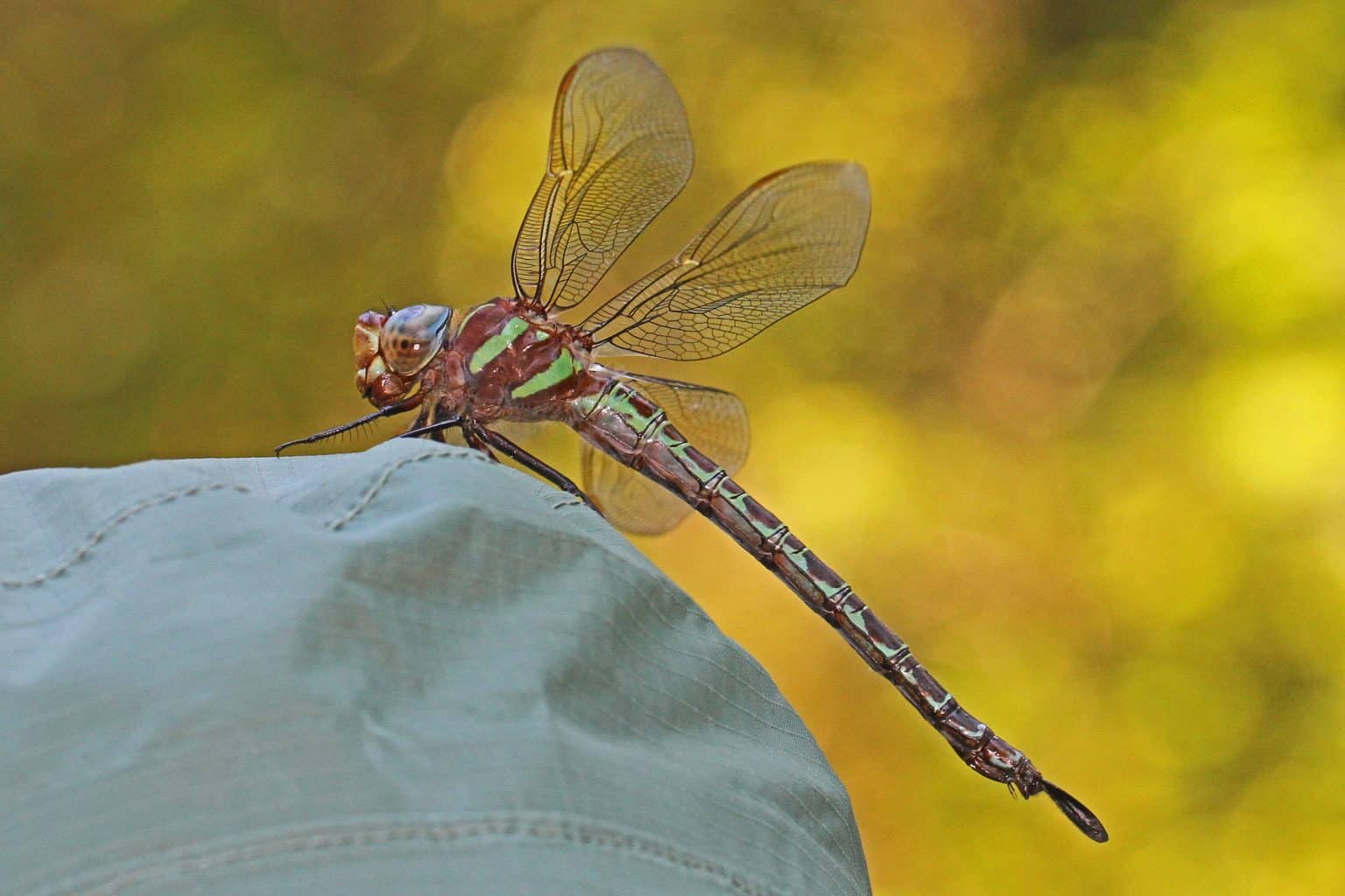 Top 10 Largest Dragonflies: A Colorful Journey Through Species - A-Z ...