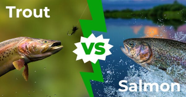 Trout vs. Salmon: The Key Differences Explained - A-Z Animals