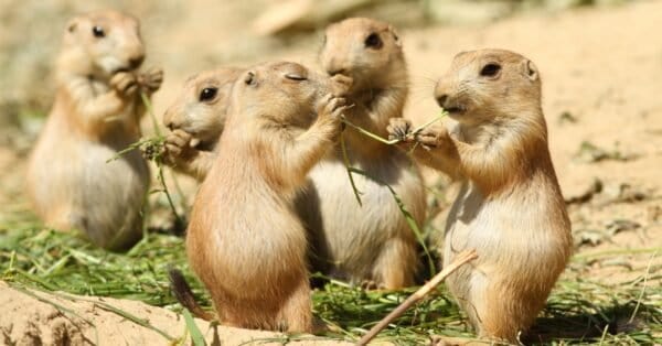 Exploring the Diet of Prairie Dogs: Herbivores of the Great Plains - A ...