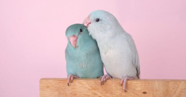 Baby Parrot - A-Z Animals