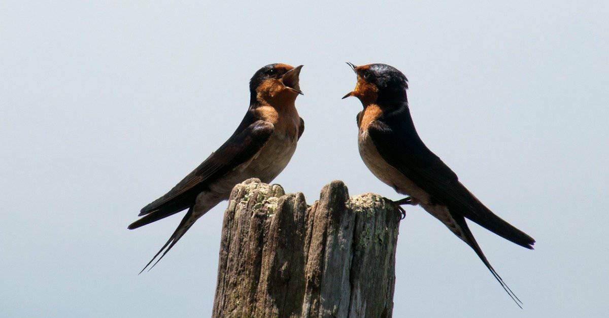 The Dawn Chorus: Understanding Why Birds Sing in the Morning - A-Z Animals