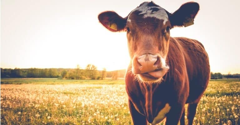 Steer vs Cow: What Are the Differences? - A-Z Animals