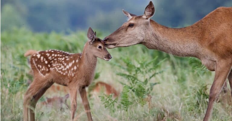 Stag Vs Deer: What’s the Difference? - A-Z Animals