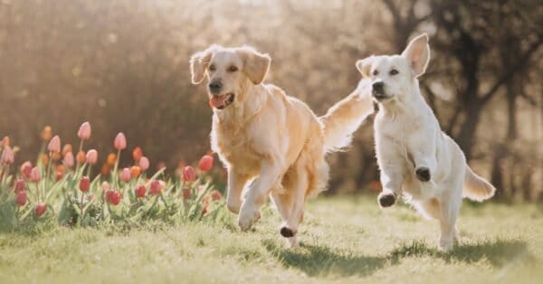 16 Popular Blonde and Cream-Colored Dog Breeds - A-Z Animals