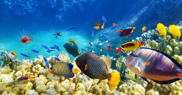 Are Fish Mammals? Exploring the Diverse Classes of Fish - A-Z Animals