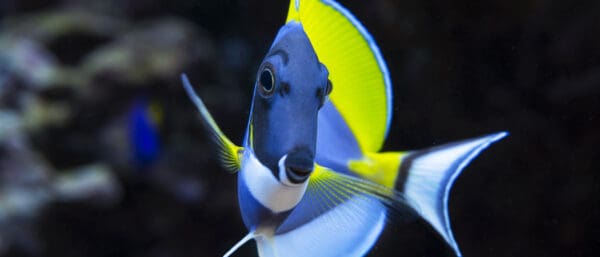 Are Fish Mammals? Exploring the Diverse Classes of Fish - A-Z Animals
