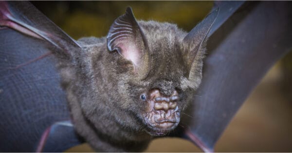 3 Animals Climate Change is Driving to “Shape Shifting” - IMP WORLD