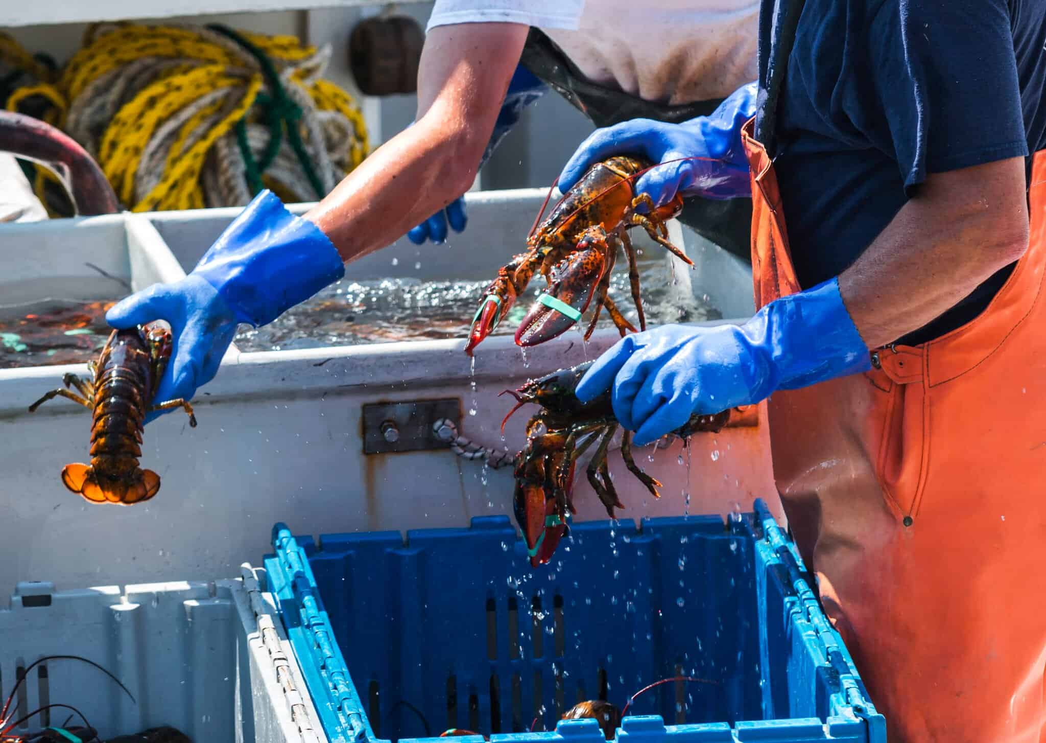 The Record-Breaking Lobster: Discovering the Largest Lobster Ever ...