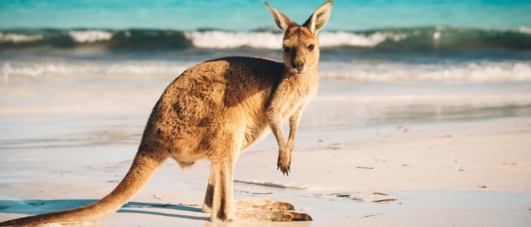 How High (And Far) Can A Kangaroo Jump? - A-Z Animals
