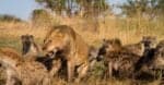 Hippo vs Lion: Who Would Win in a Fight? - A-Z Animals