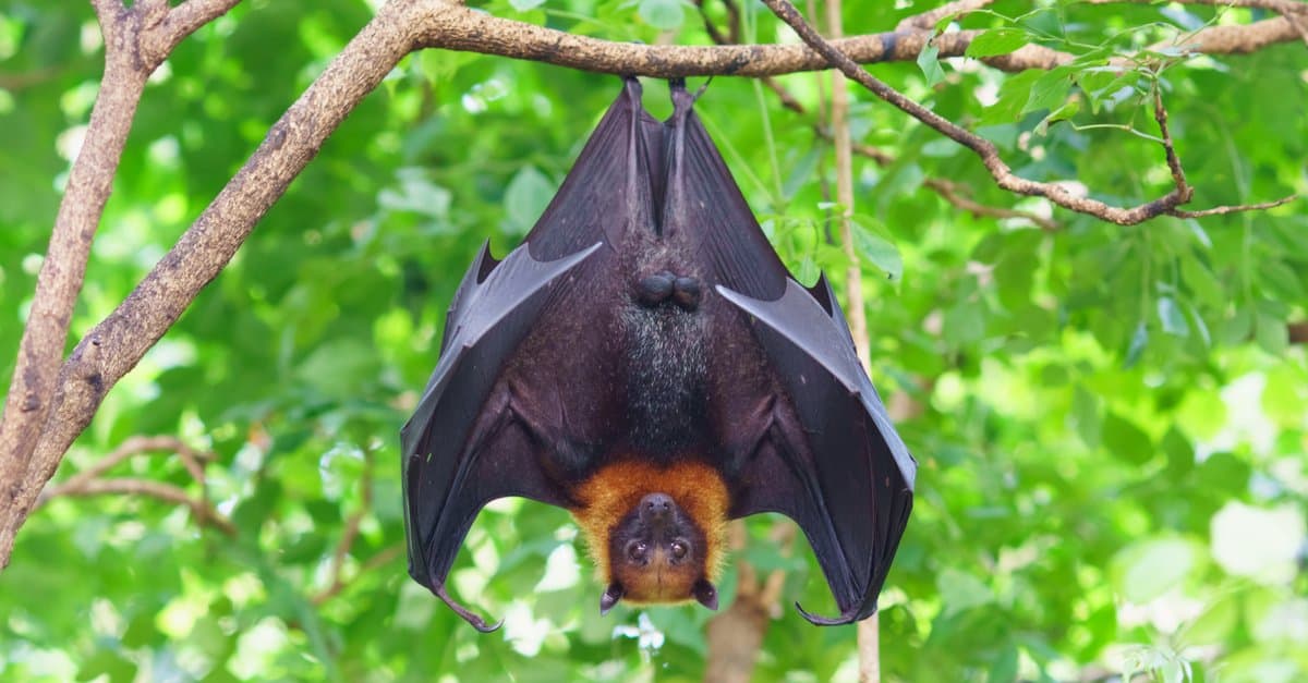 Which Mammals Can Fly? - A-Z Animals