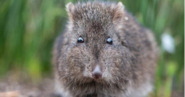 Potoroo Animal Facts - Potoroidae - A-Z Animals