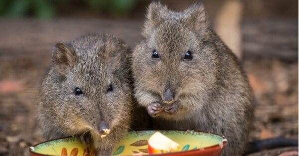 Potoroo Animal Facts - Potoroidae - A-Z Animals