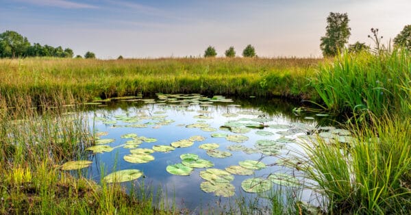 Lake vs. Pond: The 3 Main Differences Explained - A-Z Animals