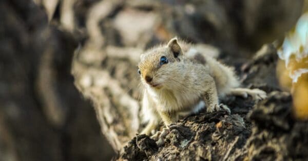 Understanding Squirrel Behavior: Why Do They Chase Each Other? - A-Z ...