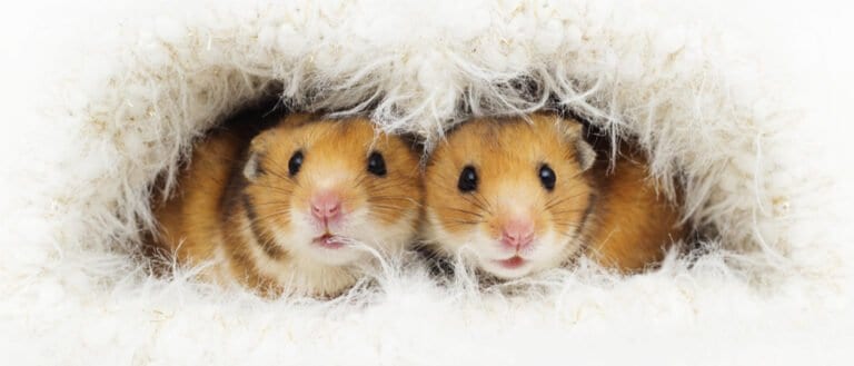 Are Hamsters Nocturnal Or Diurnal? Their Sleep Behavior Explained - A-Z ...