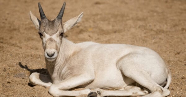 Discover the Top 10 Drive-Thru Safaris in the United States - A-Z Animals
