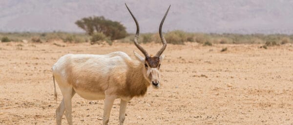 Addax Animal Facts - Addax nasomaculatus - A-Z Animals